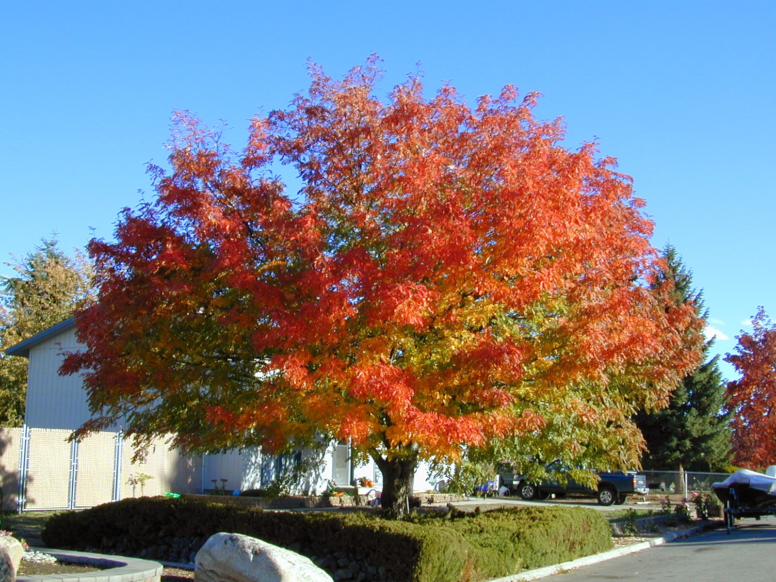 Deciduous Trees In Fall