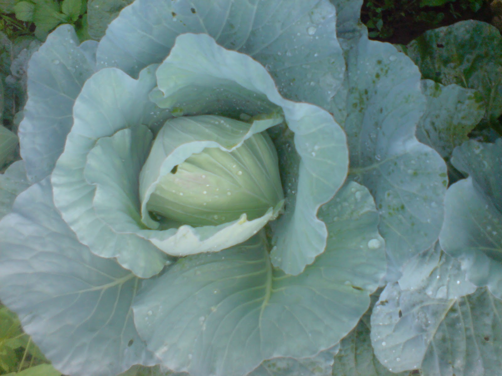 INDOTUNNEL: CARA MUDAH MENANAM KUBIS