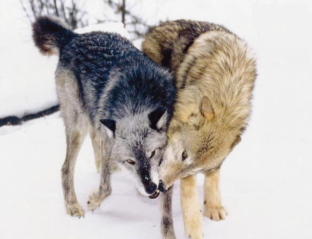 White Wolf : Wolf Kiss