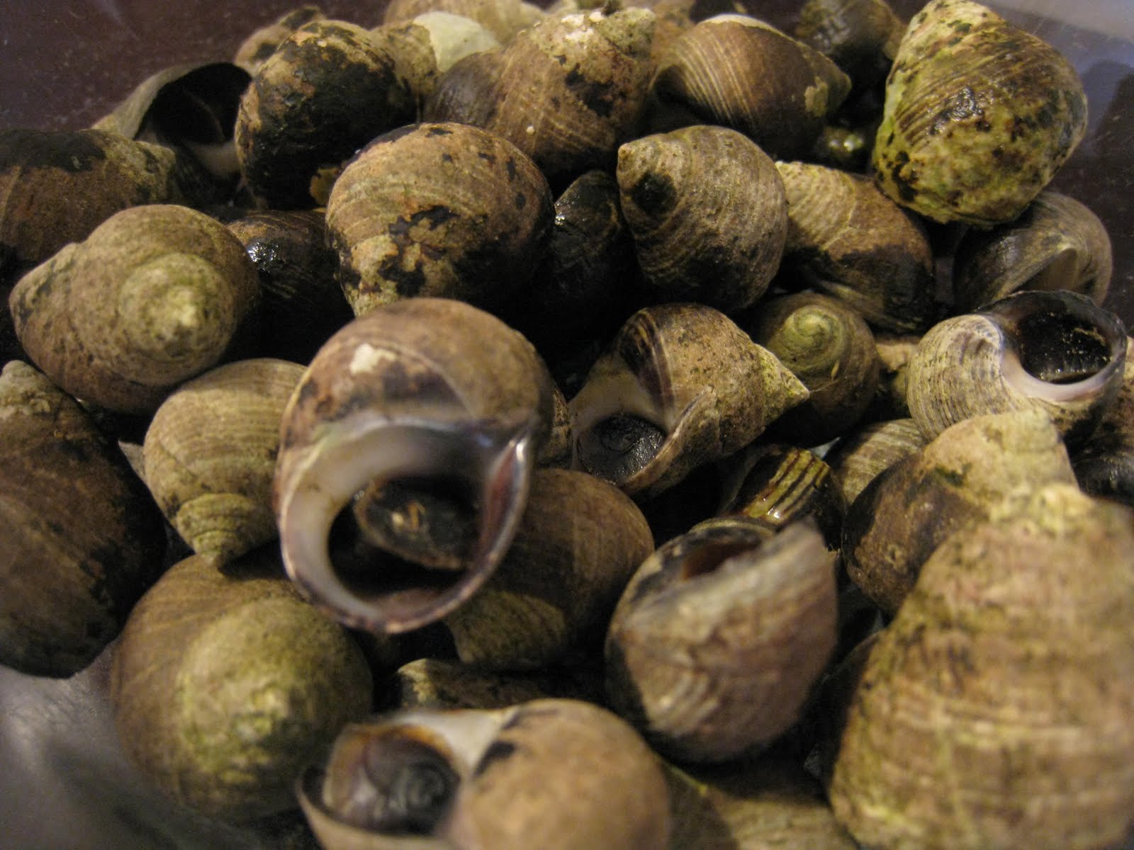 Hymie Baker’s Alikreukel on the Braai. – Stephen Darori on Family ...