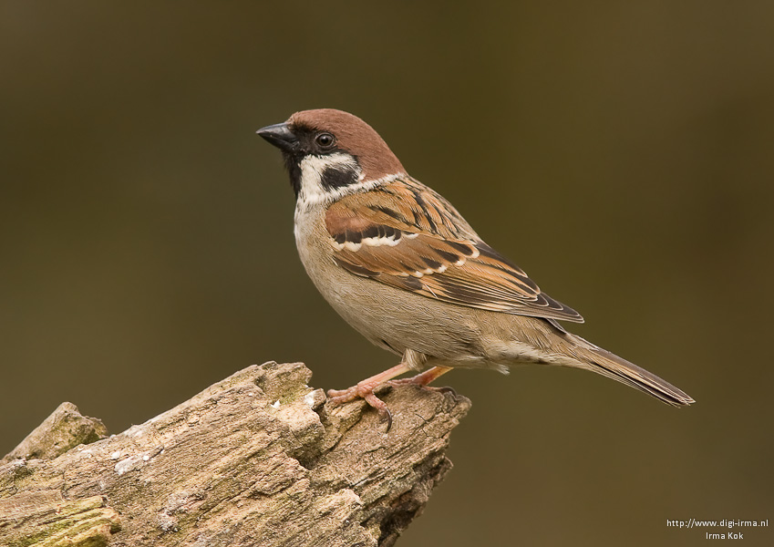 Irma's Natuurbeleving: Ringmus, Passer montanus