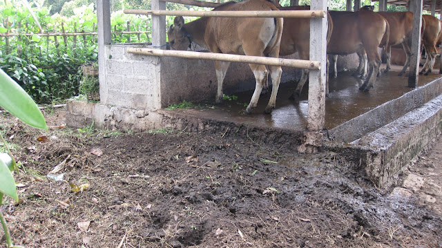 Inilah Cara Membuat Pupuk Kompos dari Kotoran Sapi yang Mudah dan Benar ...