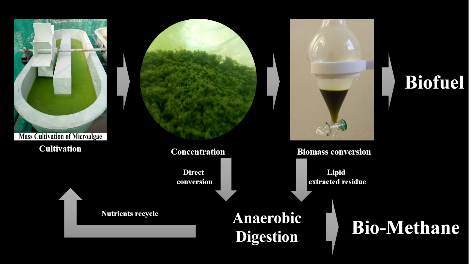 Microalgae – The next generation biofuel - BIOCLIFF