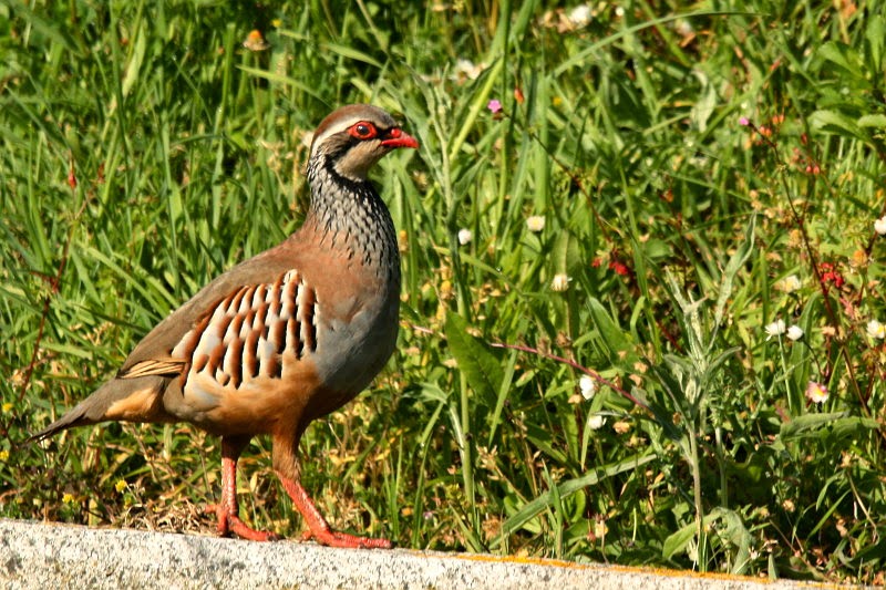 Fotografiando aves en Arteixo: Alectoris rufa, una perdiz roja ...