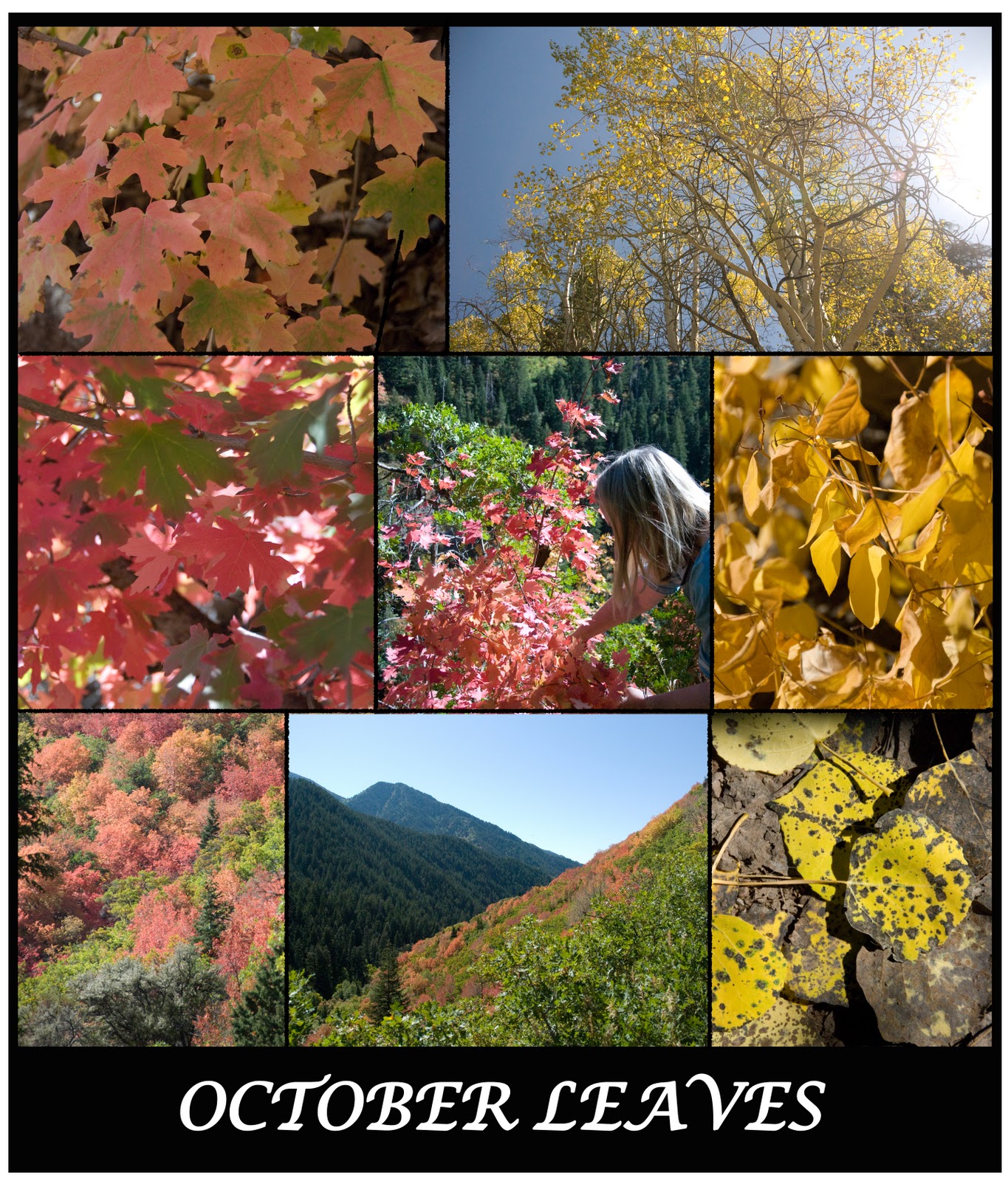 May's Petals: Monthly Inspiration: October Leaves