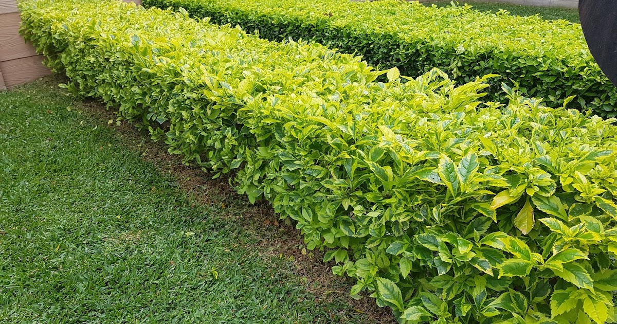 ING. AGROPECUARIO CARLOS ZAMBRANO: PASOS NECESARIOS PARA SEMBRAR DURANTA