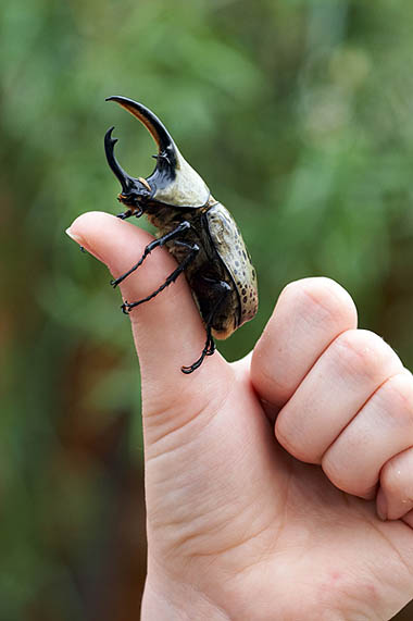 All About Wild Life Information: Hercules Beetle Info and Pictures