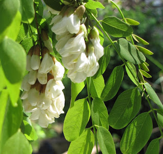 CIEKAWA MEDYCYNA: Akacja (robinia), przepisy: PLACUSZKI Z AKACJI