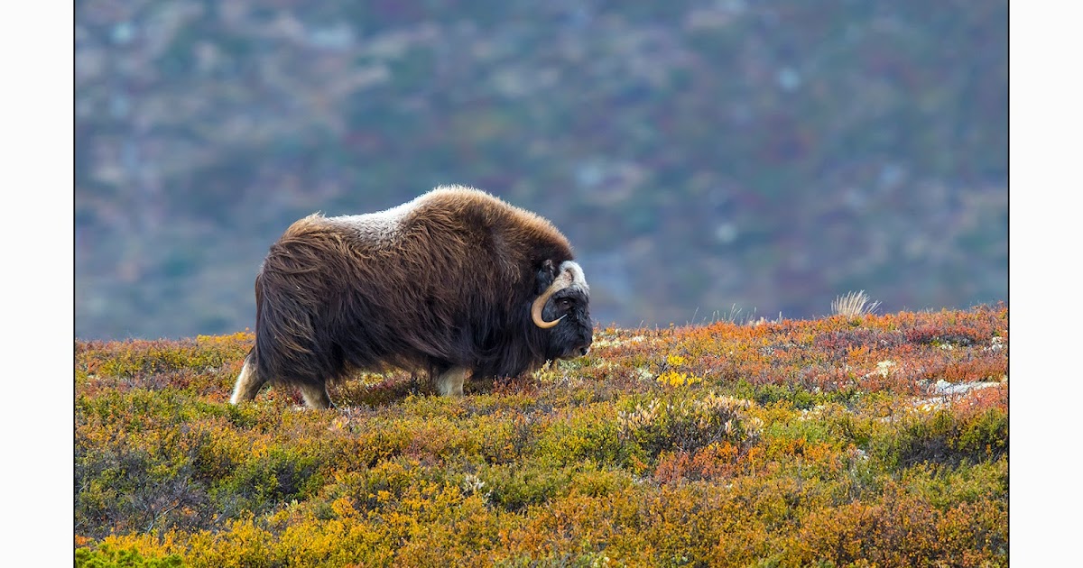Lasses naturfoto: Moskusokse på Dovrefjell.