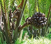 ORGANIC MEDICINE: WHAT IS NIPA PALM TREE AND BENEFITS?