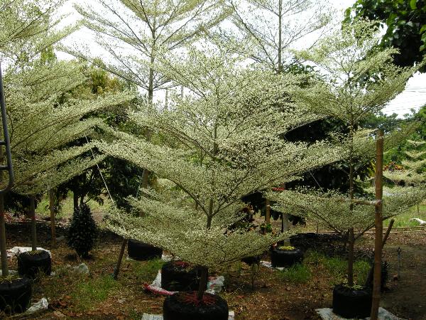 Jual Pohon Ketapang Kencana | Ketapang Kencana Varigata | Pohon ...