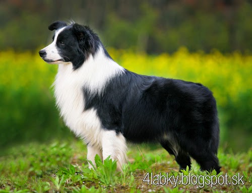 Borderská kólia (Border Collie) | 4 LABKY