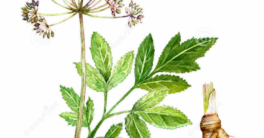 Dong Quai, my Mother, and Death