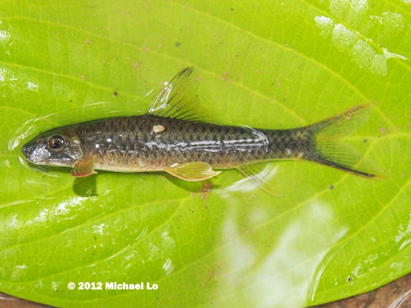 The rainforests of Borneo & Southeast Asia: Fishes of Upper Segama ...