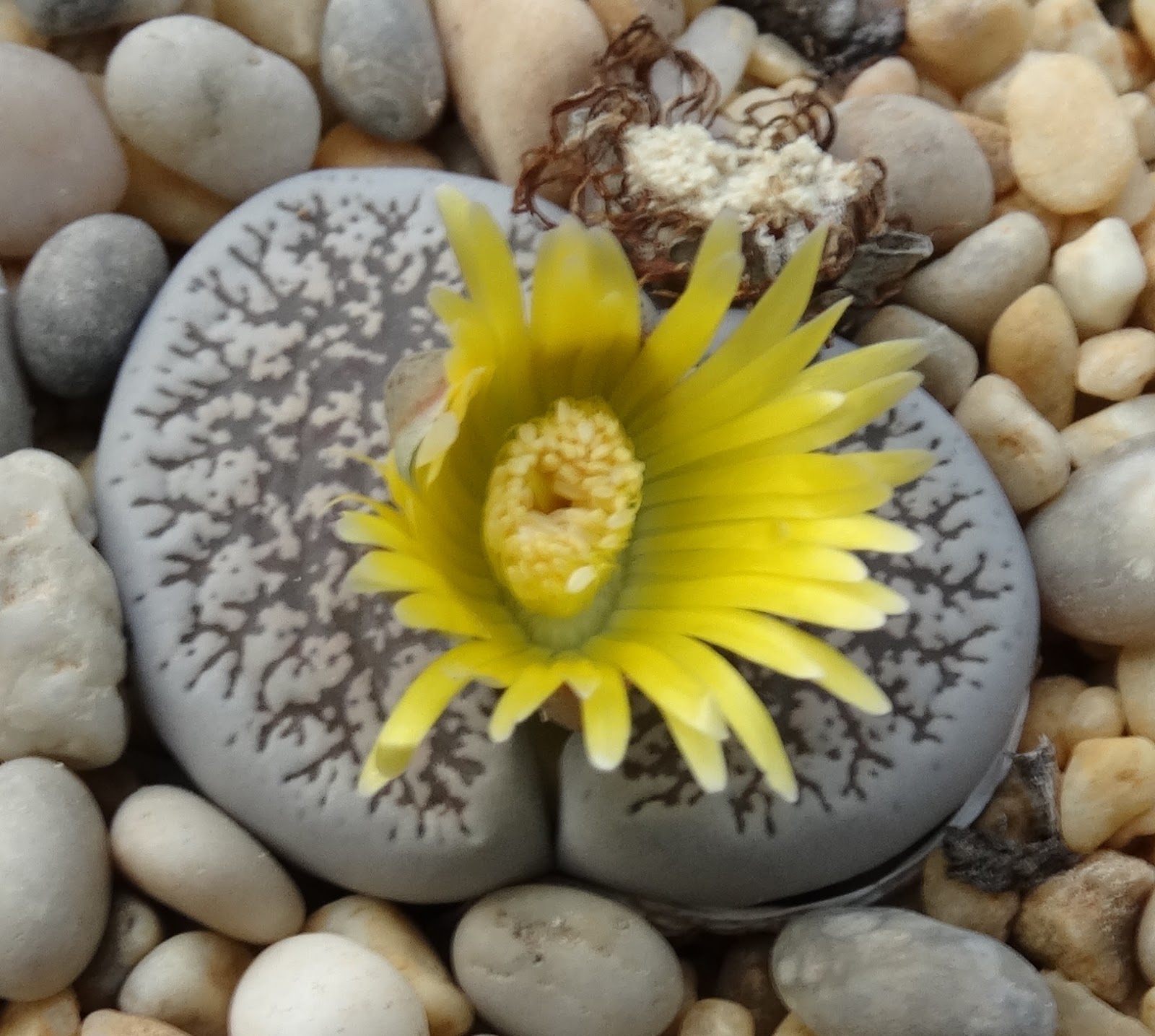 Succulent Sundae: LITHOPS LESLIEI