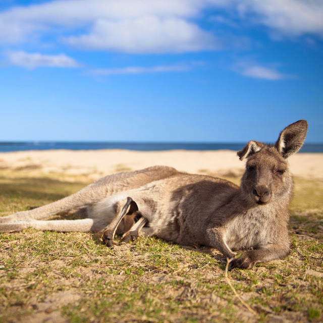 Kangaroo - HD Wallpapers | Earth Blog