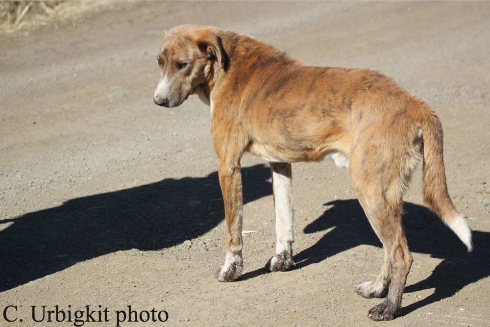 Stephen Bodio's Querencia: Big dogs of Lesotho