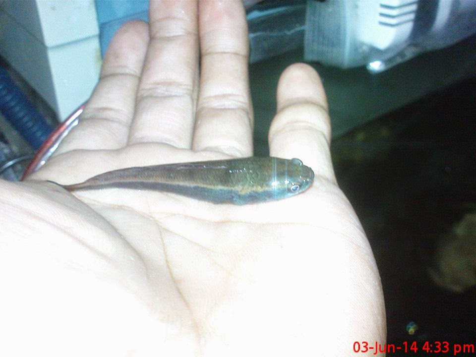 AquaCorner: Channa Maruliodes (Emperor Snakehead)