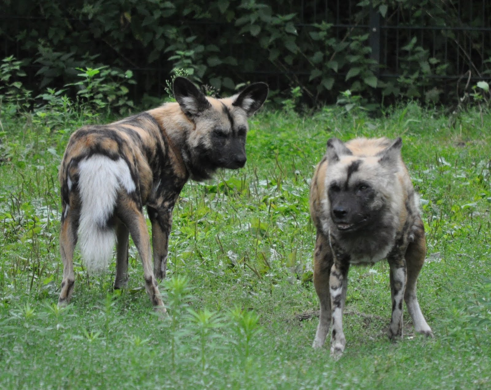 ZOOTOGRAFIANDO (6.100 ANIMALS): LICAÓN / AFRICAN WILD DOG (Lycaon pictus)