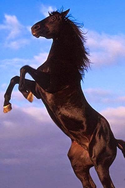 Nama Latin Kuda, Klasifikasi, Dan Fakta Uniknya | Nama Latins