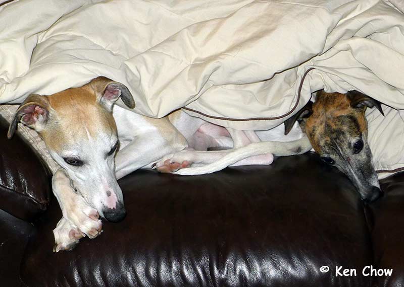 Whippet Tales: Whippets in Winter