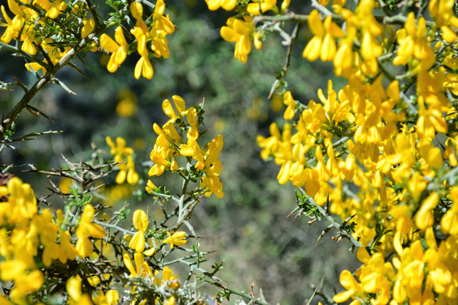 BLOG DE LA CIERVA ANTONIA: La aliaga o aulaga (Genista scorpius)