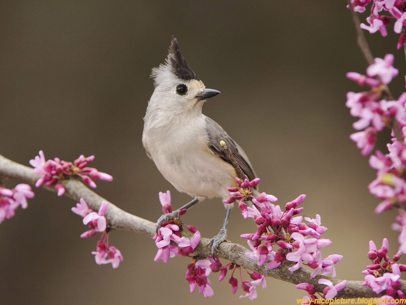 HD Birds wallpapers, Pictures and photos of Bird, Nature wallpapers