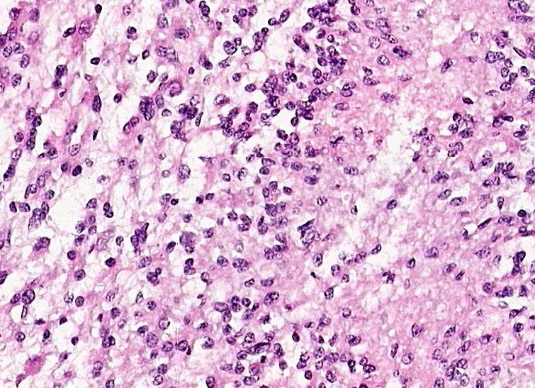 Crea y aprende con Laura: MICROSCOPIOS VIRTUALES