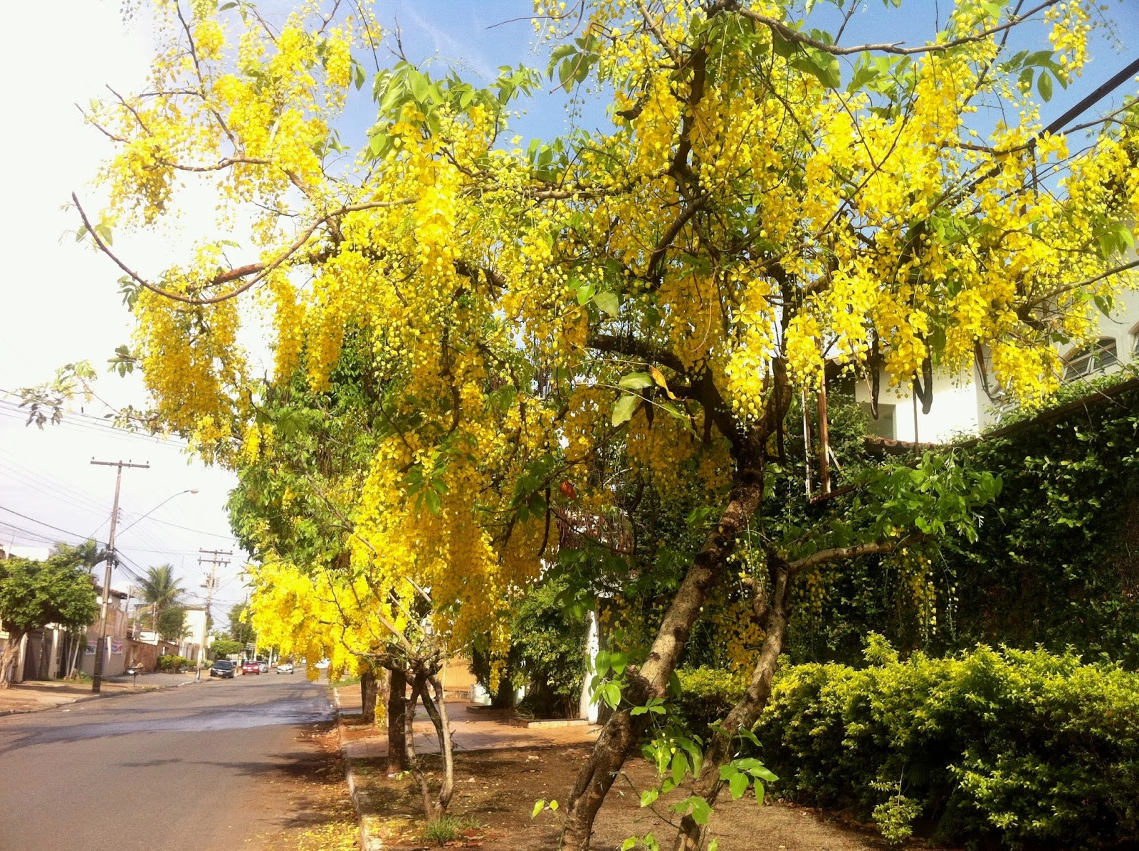 BONSAI.LUIZ RANGEL: ACÁCIA AMARELA