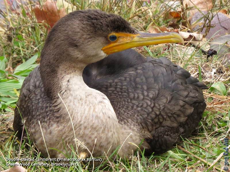 The City Birder: A Rare Bird & A Distressed Bird