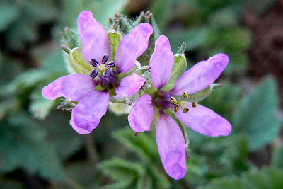 Wildflowers of Andalucia: Erodium moschatum