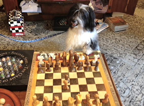 To Dog With Love: Your Turn! How Dogs and Cats Play Chess!
