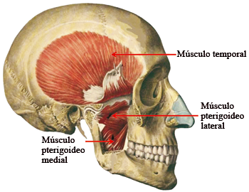 Morfofunción: Cabeza y cuello: Músculos masticadores