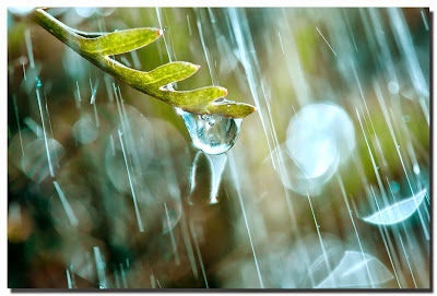 School Of Digital Photography: How to Photograph Rain Drops