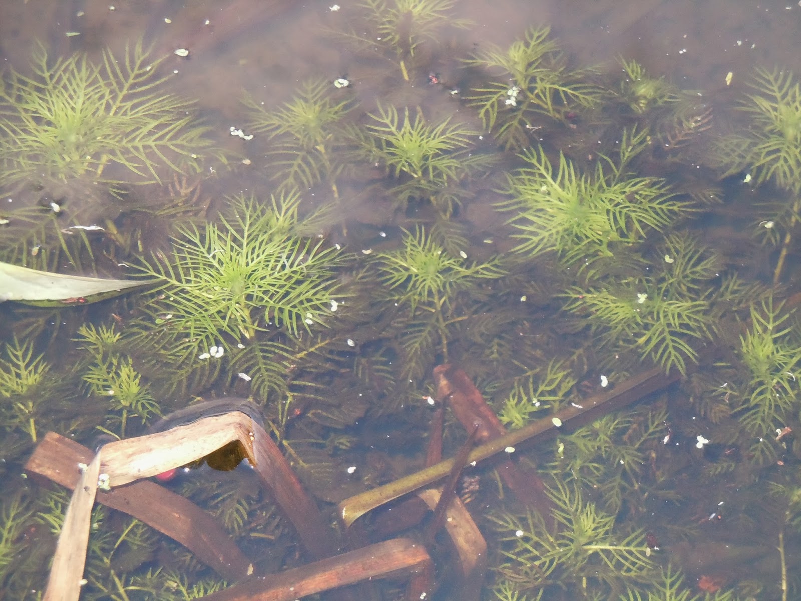 The Wetland Conservation Diary (UK): Macrophytes of the Malltraeth ...