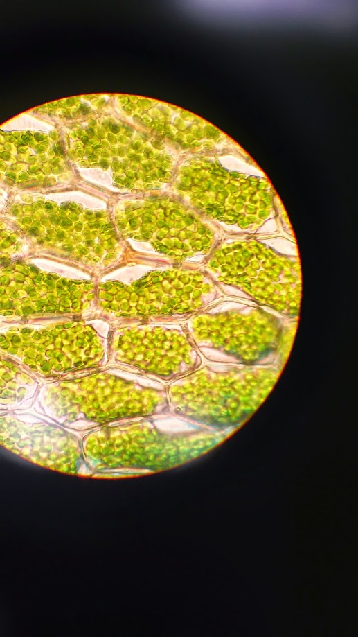 Chloroplastas ~ Mikrobiologija - kas tai?