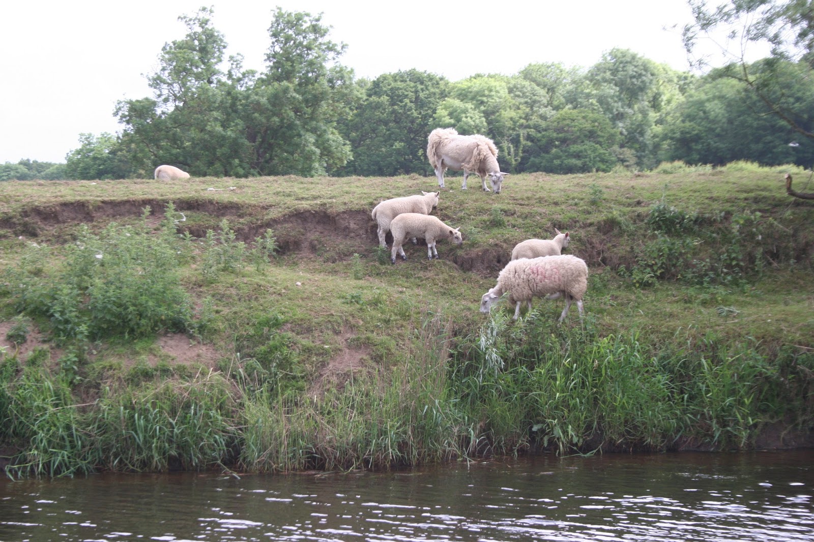 Narrowboat Annie: North Yorkshire Cruise: Up Ouse and Ure to Ripon