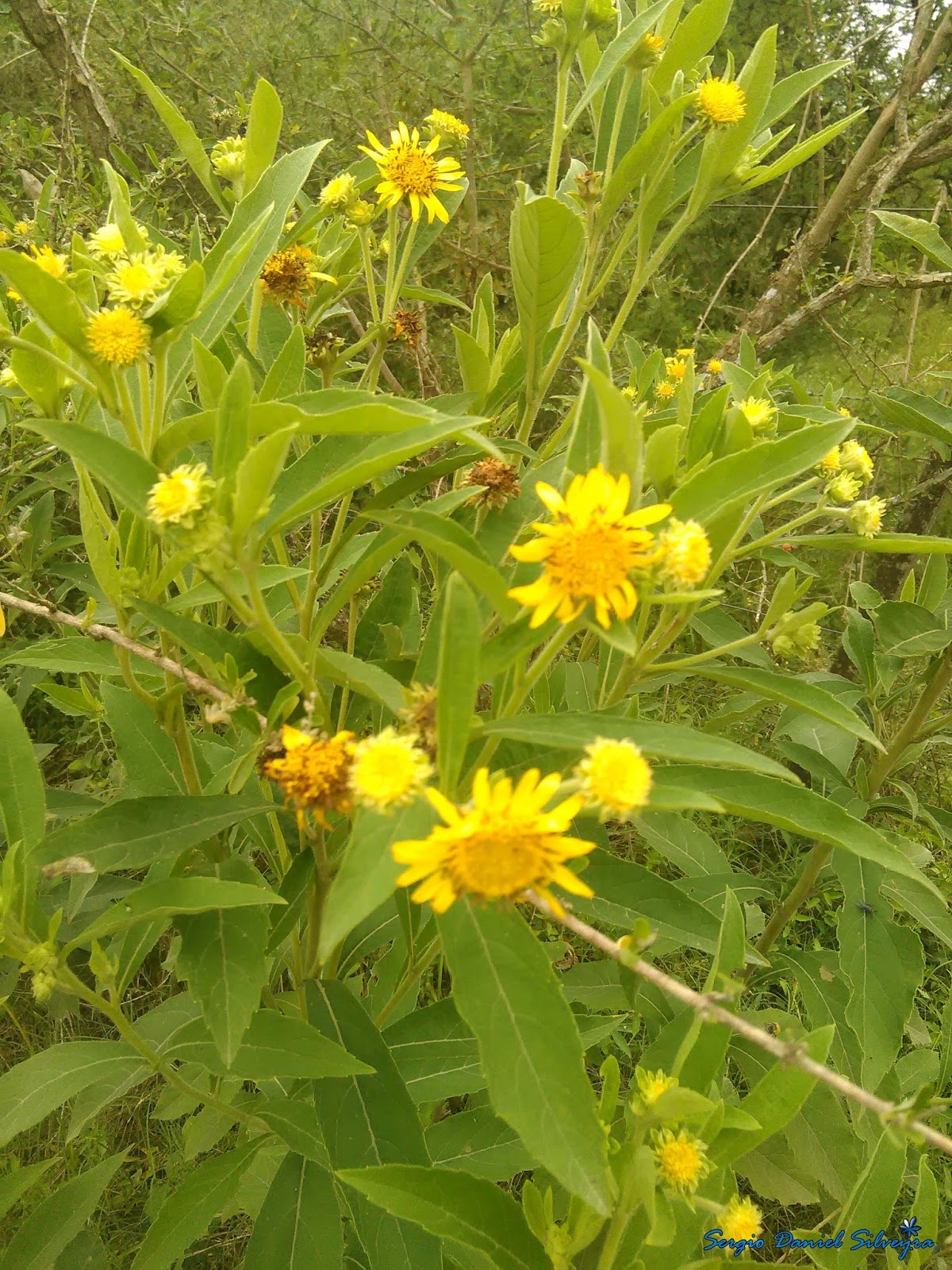 Flora Nativa de Entre Rios