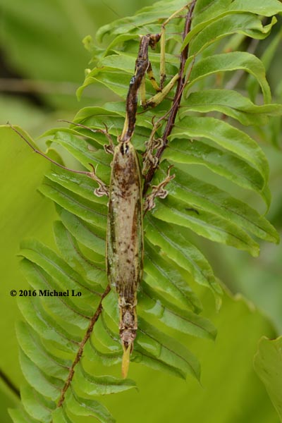 The rainforests of Borneo & Southeast Asia: Alien-looking praying ...