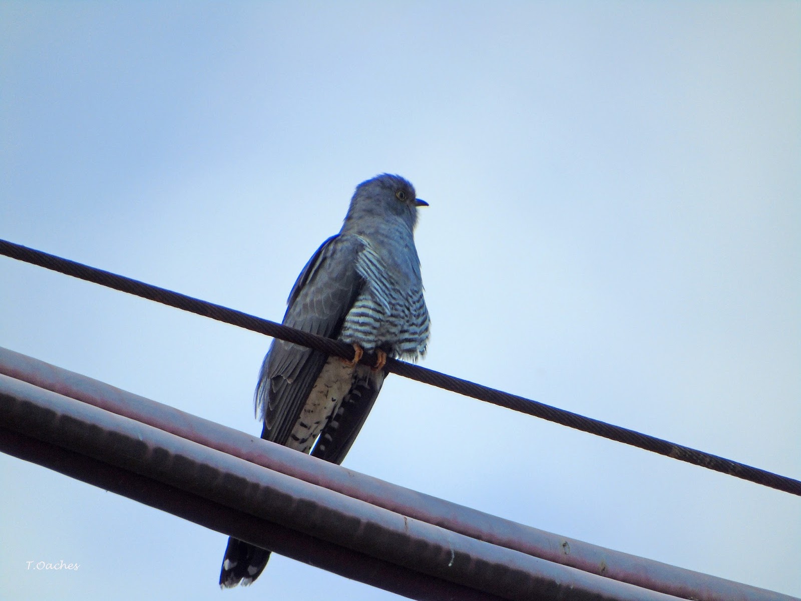 PASARI DIN ROMANIA: CUCUL (1), Cuculus canorus