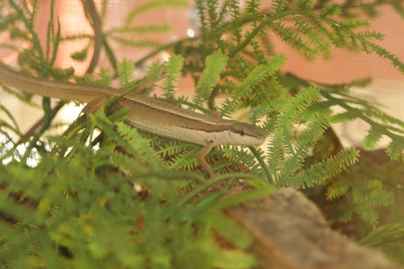 Small Pet Care: Long Tail Grass Lizards and Anoles: Terrarium