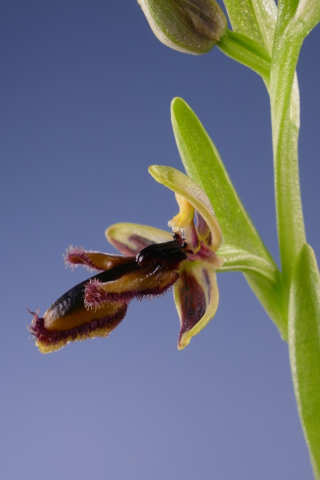Ophrys i orchis w fotografi.: Ophrys regis ferdinandi