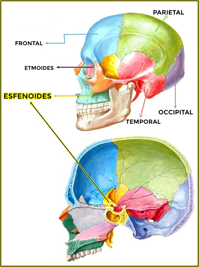 Anatomía del cráneo: huesos, suturas, senos paranasales, fontanelas