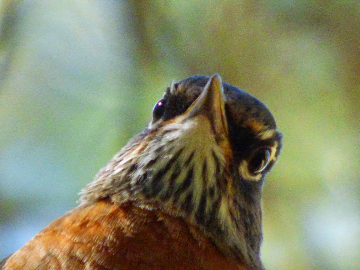 Geotripper's California Birds: Bird of the Day: American Robin at ...