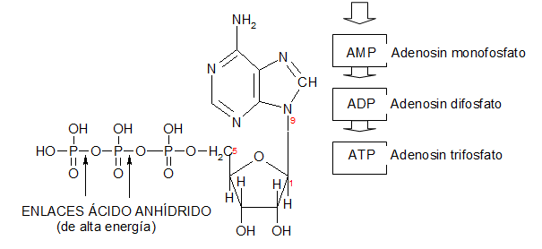 CURIOSIDADES CIENTÍFICAS : ATP. La molécula de la energía