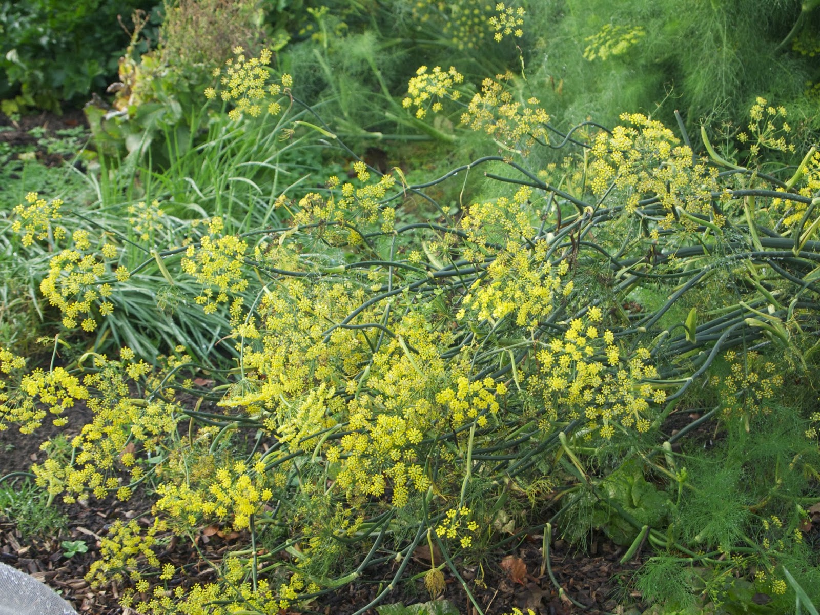 Vild med Køkkenhave: Flere slags fennikel