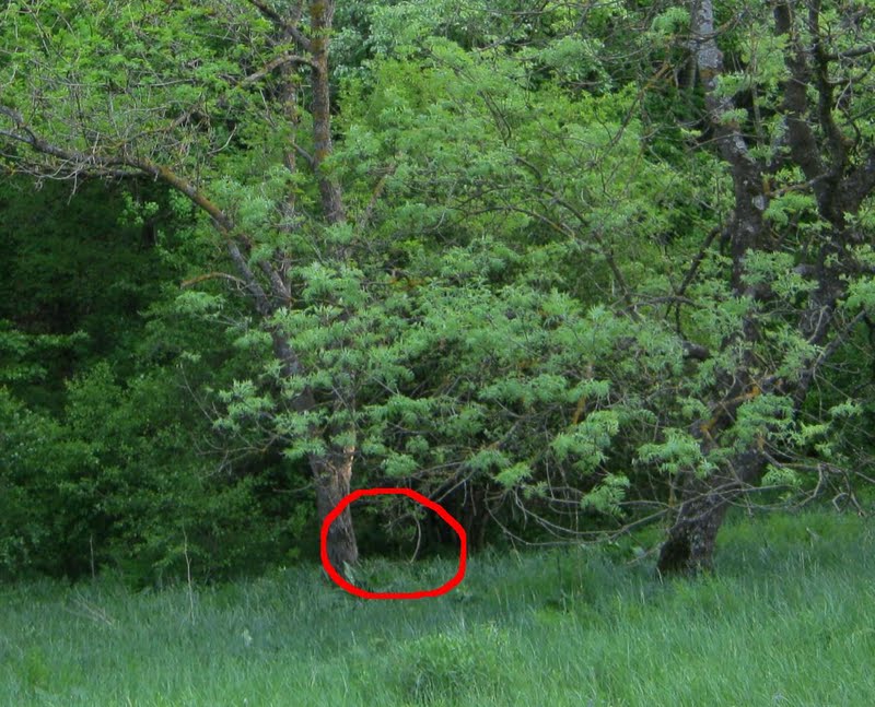 Country inside: Comorile ascunse ale Dobrogei ~ part.I ~ Bujorii din ...