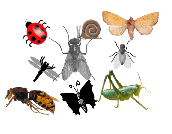 Mini-Beasts: David Cilia: May 2012