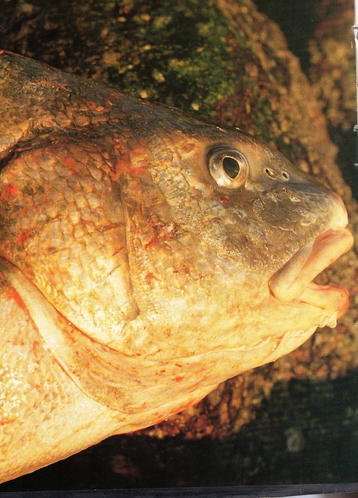 Revista Aruanã Lazer e Esporte no Meio Ambiente: É ÉPOCA DE MIRAGUAIA