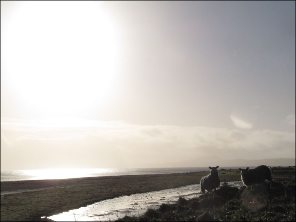 Islay Natural History Trust: Carnain